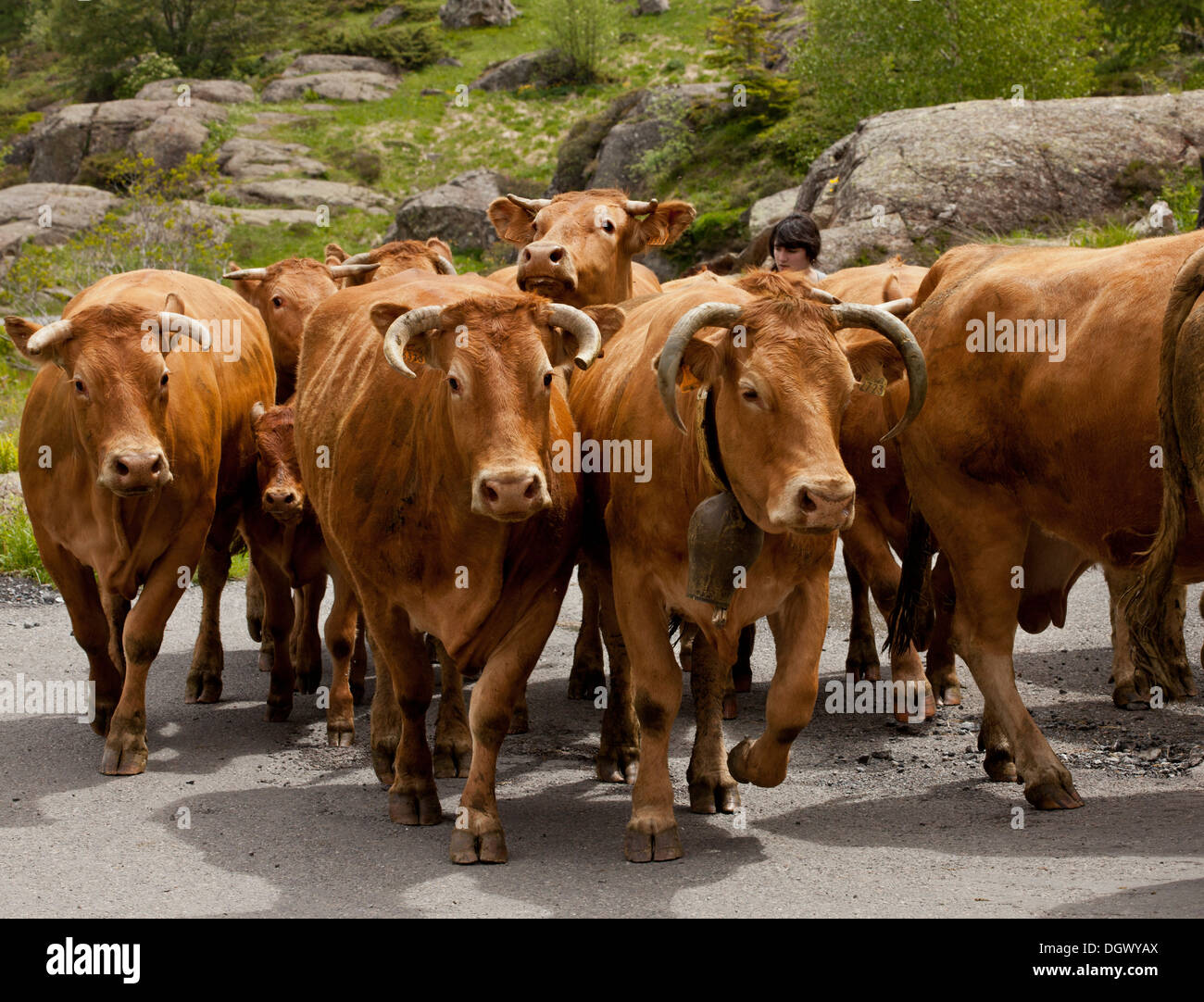 Rinder herde -Fotos und -Bildmaterial in hoher Auflösung – Alamy