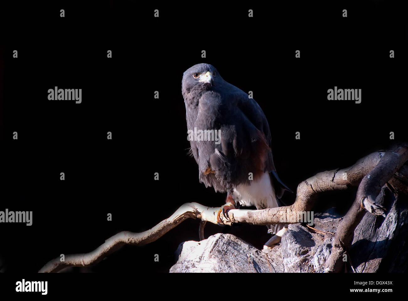 Adler sitzt auf dem ast eines baumes mit offenem mund -Fotos und ...