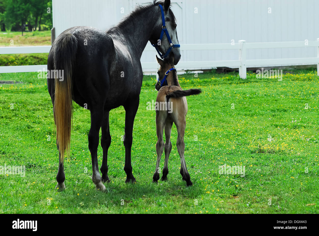 Mutter mit babypferd -Fotos und -Bildmaterial in hoher Auflösung – Alamy