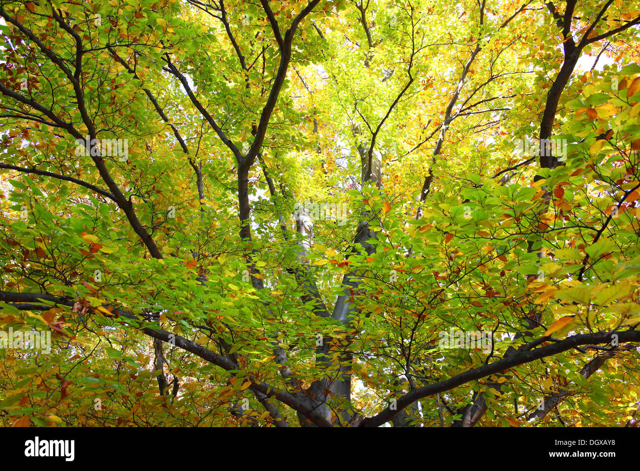 Alte Buche mit Herbst Laub Fagus sylvatica Stockfotografie - Alamy