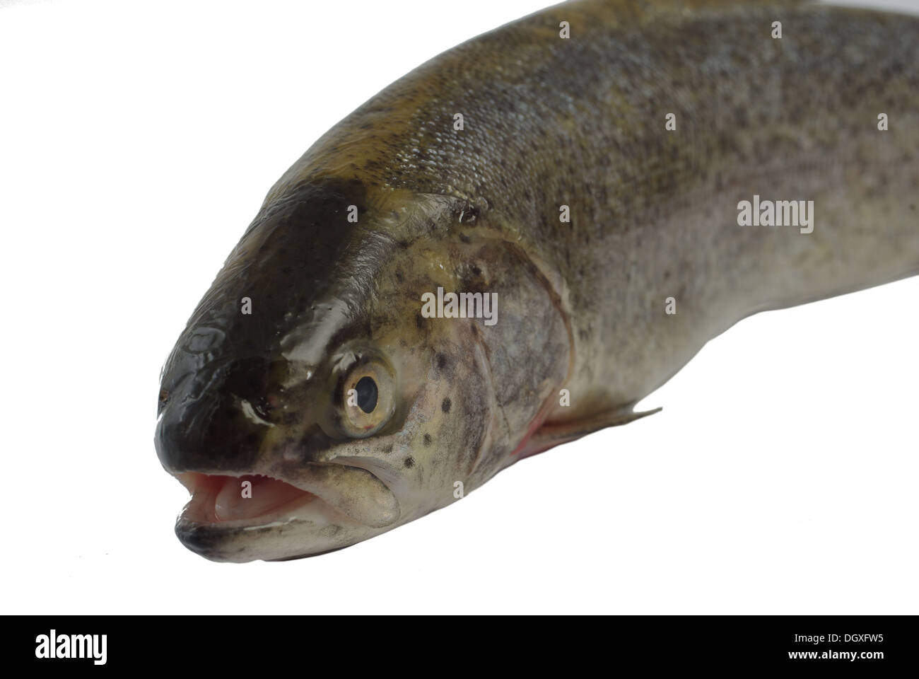 Ganze forelle isoliert -Fotos und -Bildmaterial in hoher Auflösung – Alamy