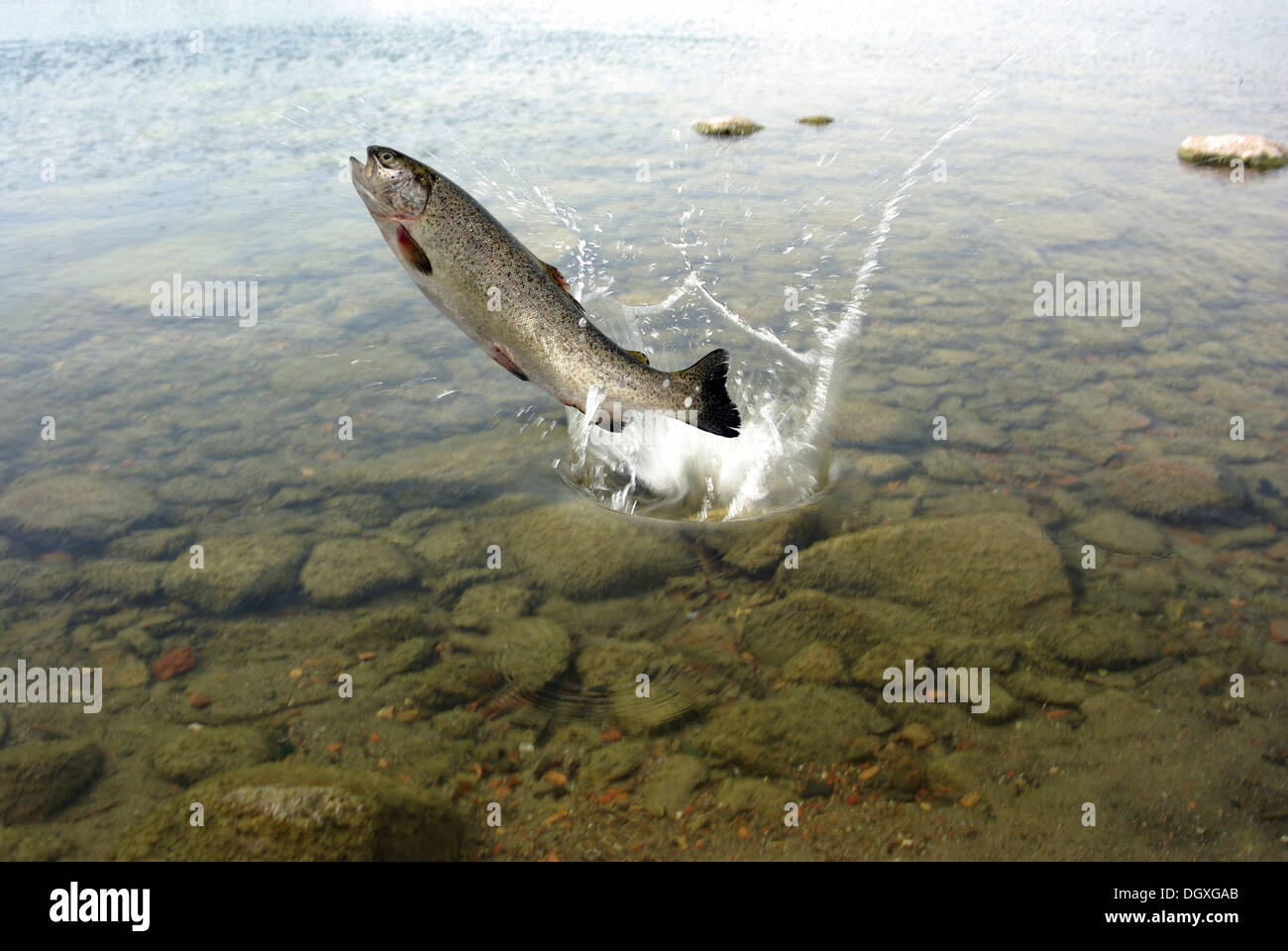 Forellen springen -Fotos und -Bildmaterial in hoher Auflösung – Alamy