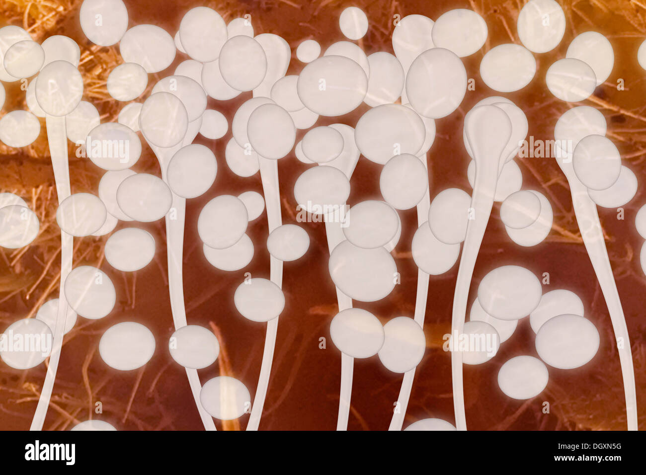 Yeast cells -Fotos und -Bildmaterial in hoher Auflösung – Alamy