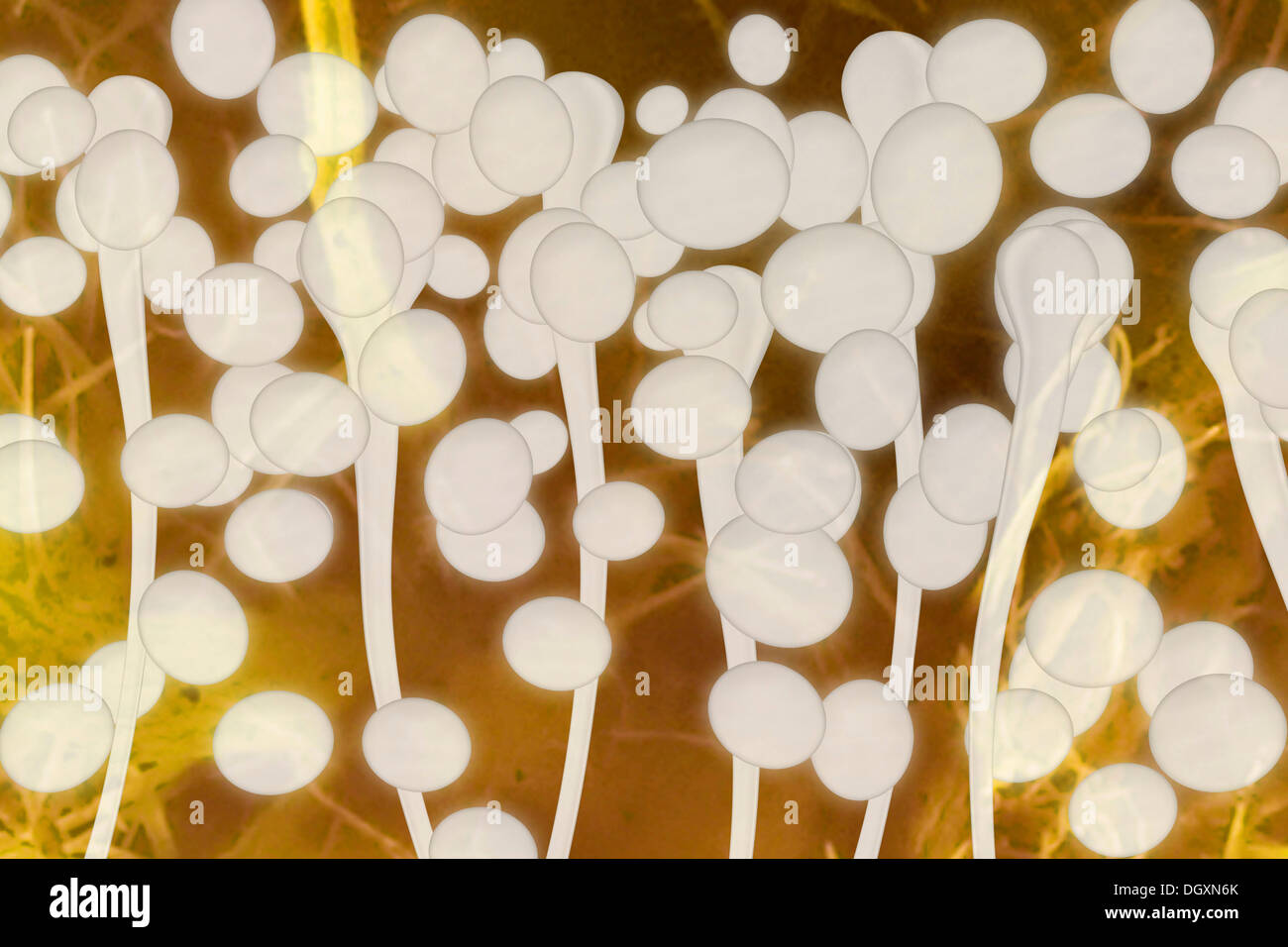 Yeast cells -Fotos und -Bildmaterial in hoher Auflösung – Alamy