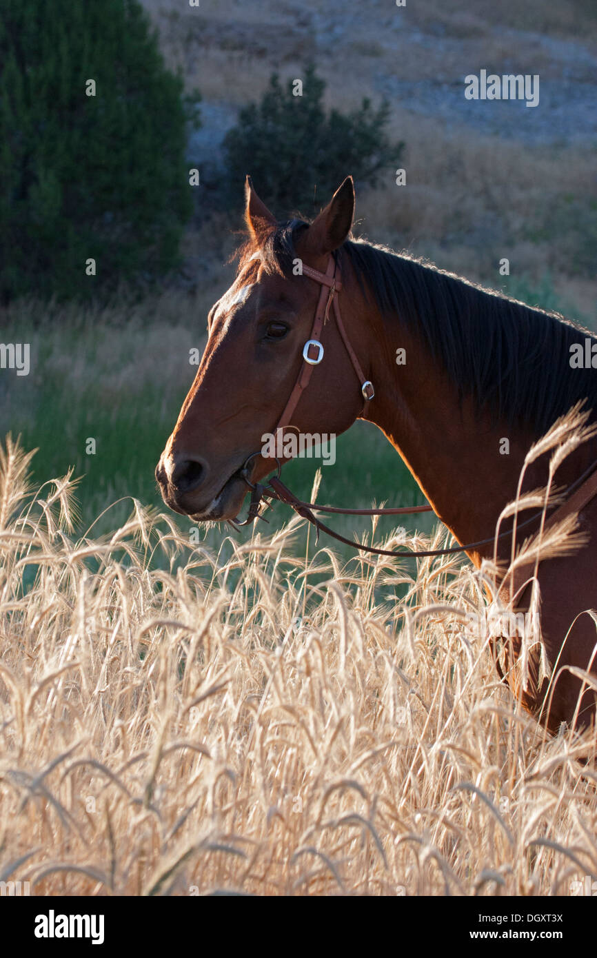 Western tragen Stockfotos und -bilder Kaufen - Alamy