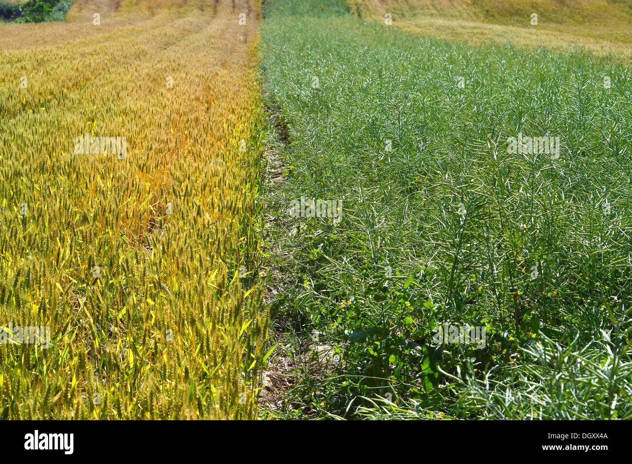Samen anbauen -Fotos und -Bildmaterial in hoher Auflösung – Alamy