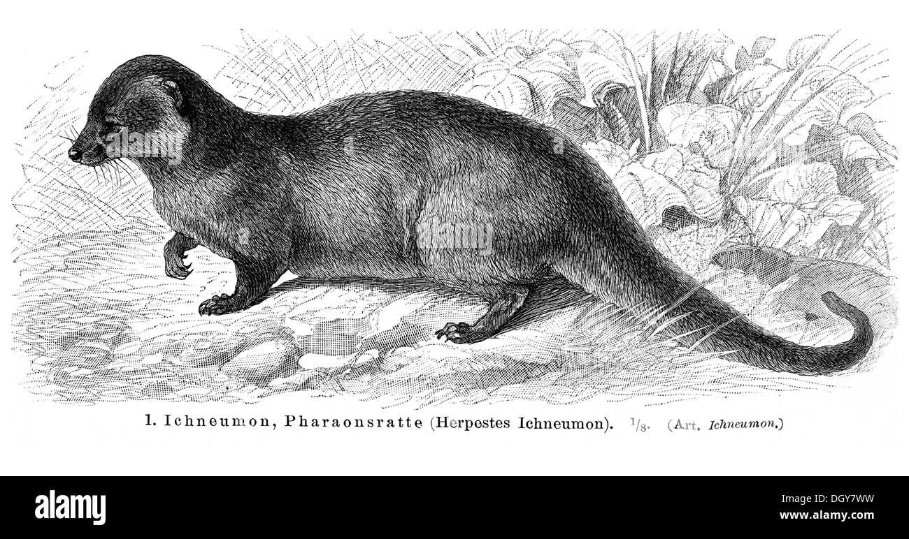 Egyptian mongoose herpestes ichneumon -Fotos und -Bildmaterial in hoher ...