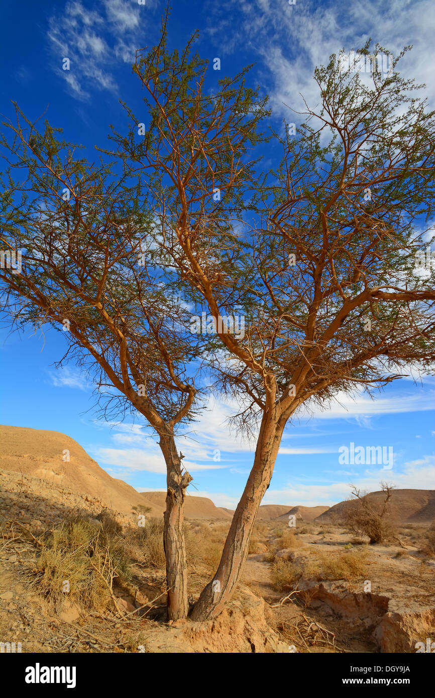 Blick auf akazienbaum -Fotos und -Bildmaterial in hoher Auflösung – Alamy