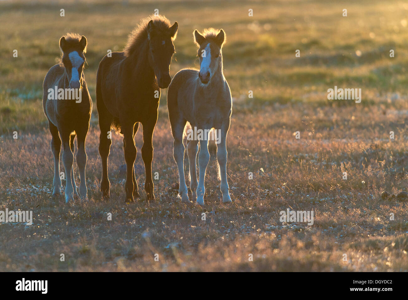 Die fohlen -Fotos und -Bildmaterial in hoher Auflösung – Alamy