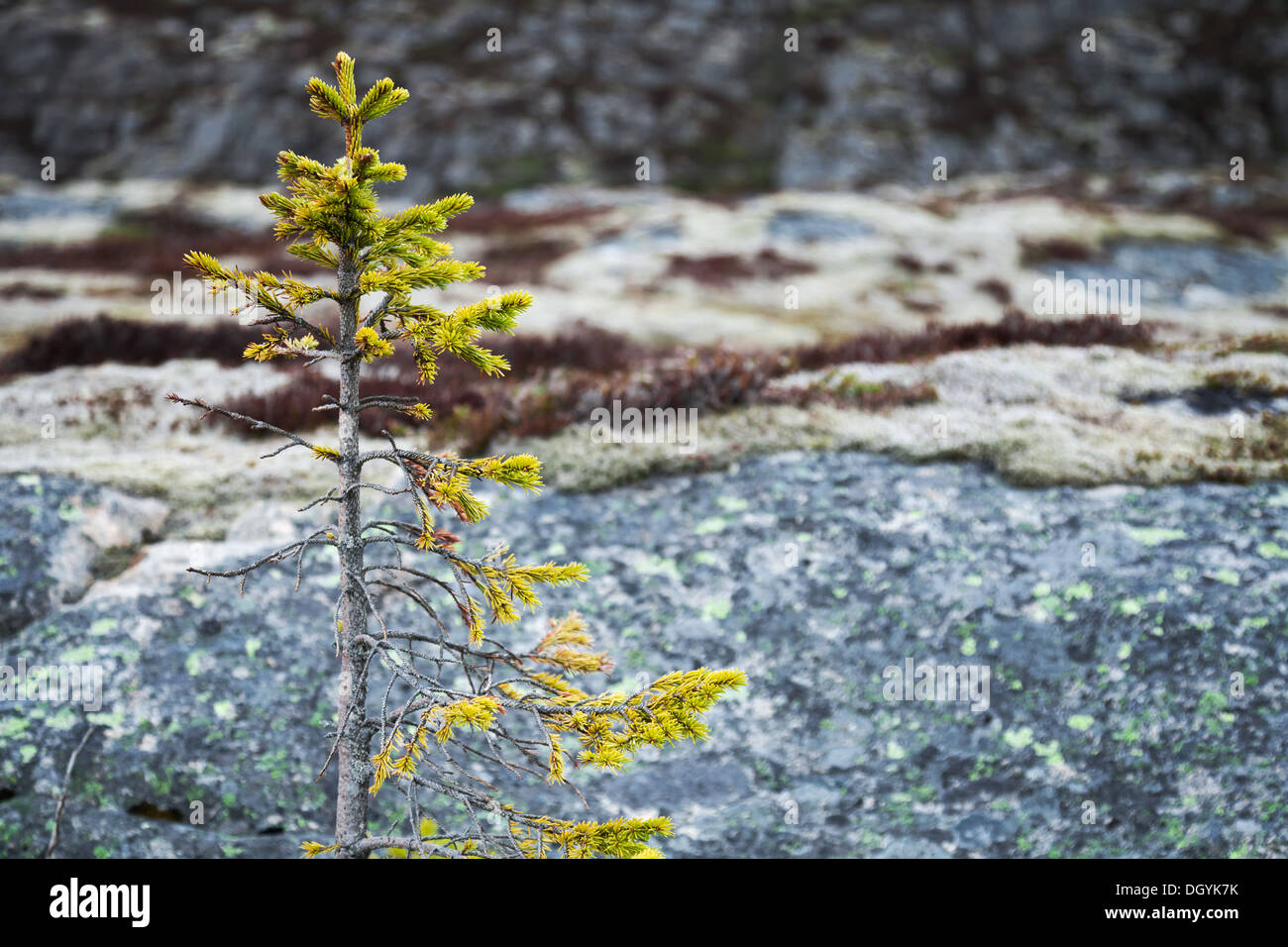 Kleiner tannenbaum -Fotos und -Bildmaterial in hoher Auflösung – Alamy