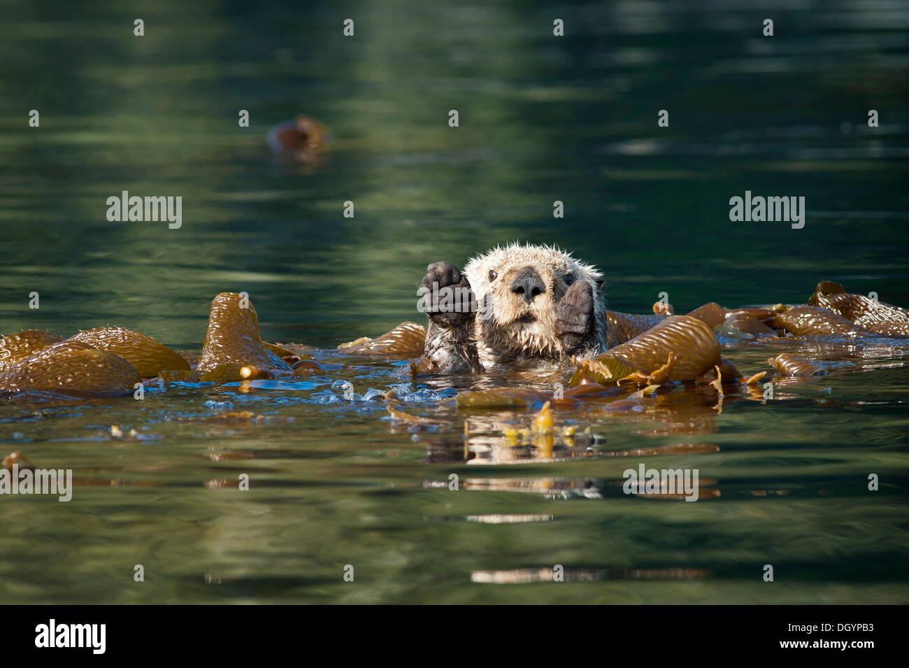 Alaska seeotter -Fotos und -Bildmaterial in hoher Auflösung – Alamy