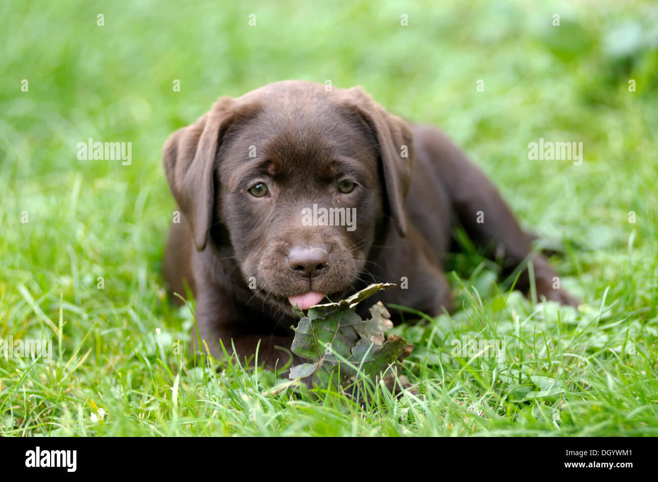 Brauner Labrador Retriever, Welpe, liegend auf einer Wiese mit einem ...