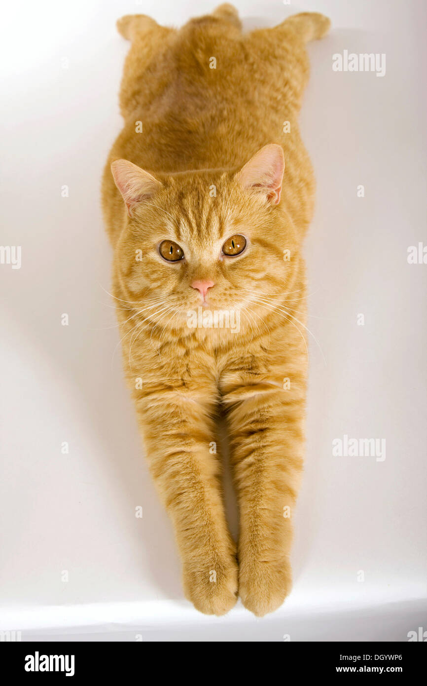 Katze liegen -Fotos und -Bildmaterial in hoher Auflösung - Seite 3 - Alamy