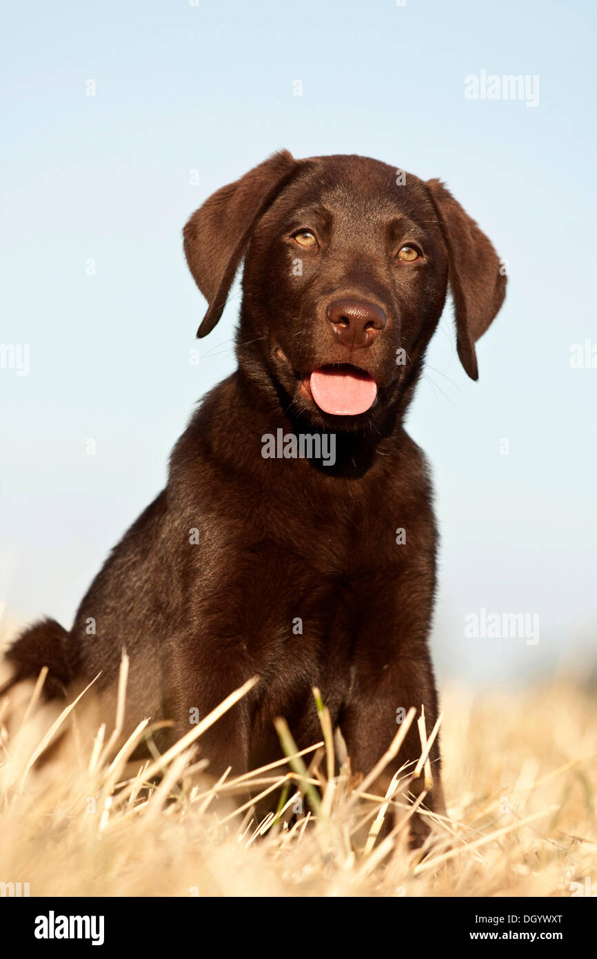 Schokolade braun Labrador Retriever sitzend auf Rasen Stockfotografie ...