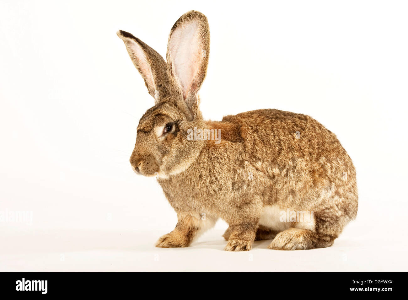 Riesenhasen -Fotos und -Bildmaterial in hoher Auflösung – Alamy