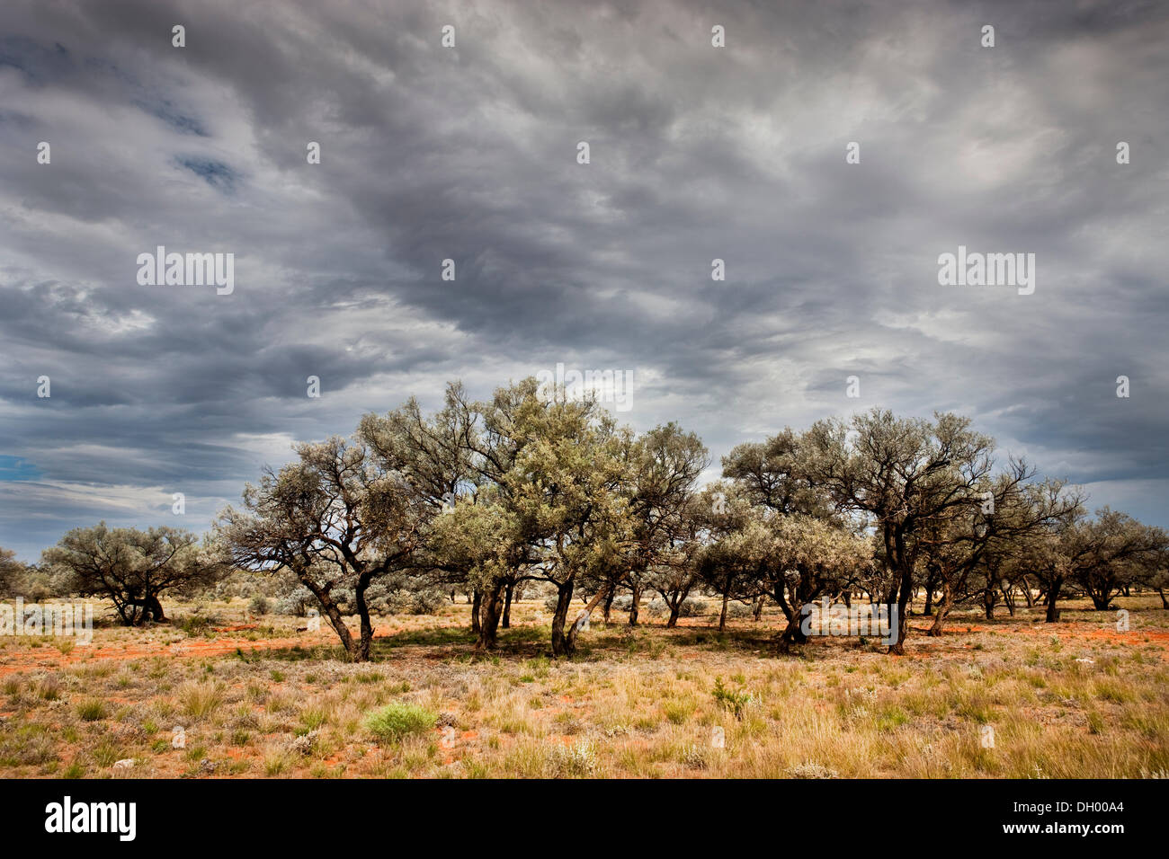 Outback flora -Fotos und -Bildmaterial in hoher Auflösung – Alamy