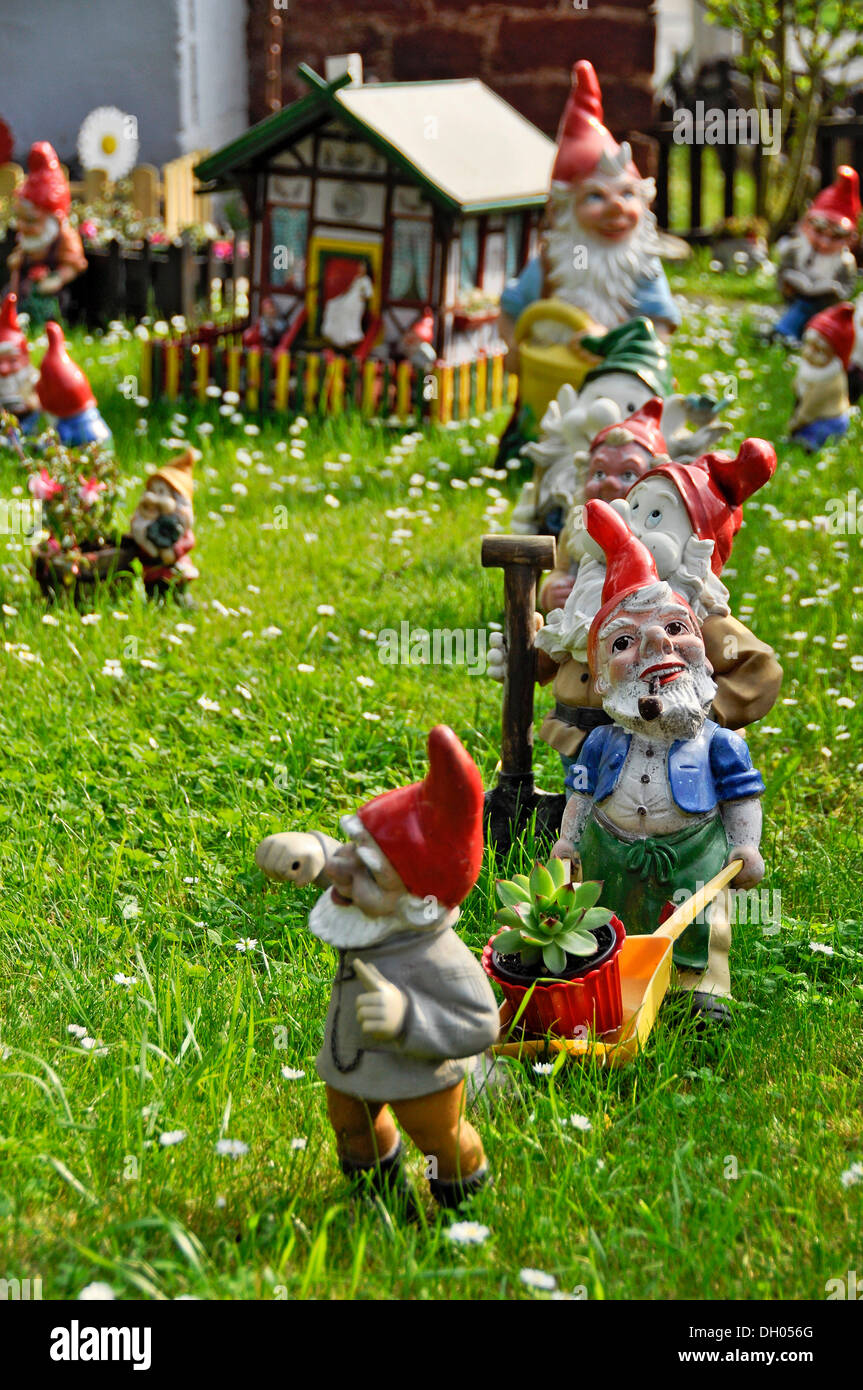 Deutsche zwerge -Fotos und -Bildmaterial in hoher Auflösung – Alamy