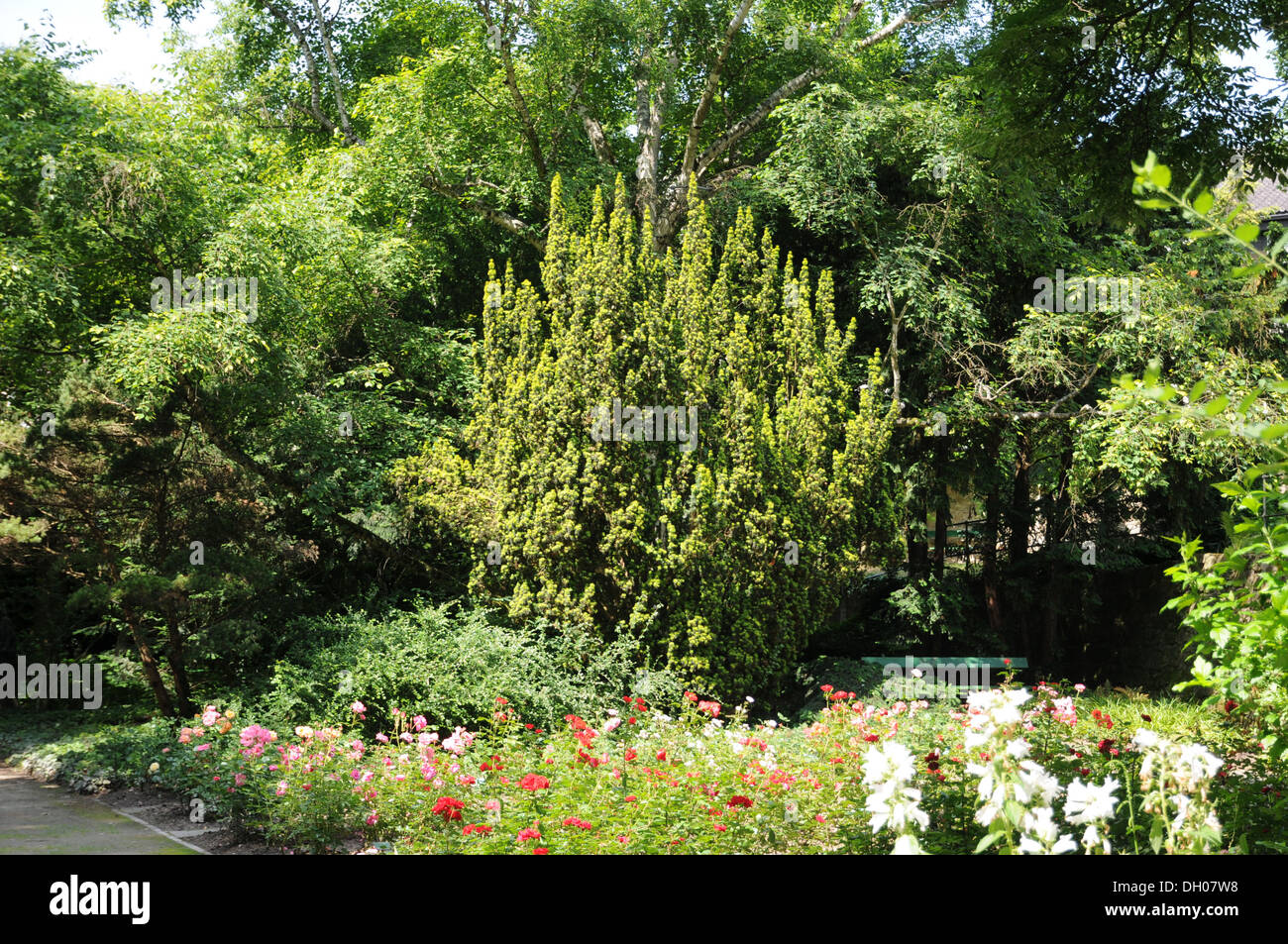 Taxus baccata fastigiata eibe nadelbaum -Fotos und -Bildmaterial in ...