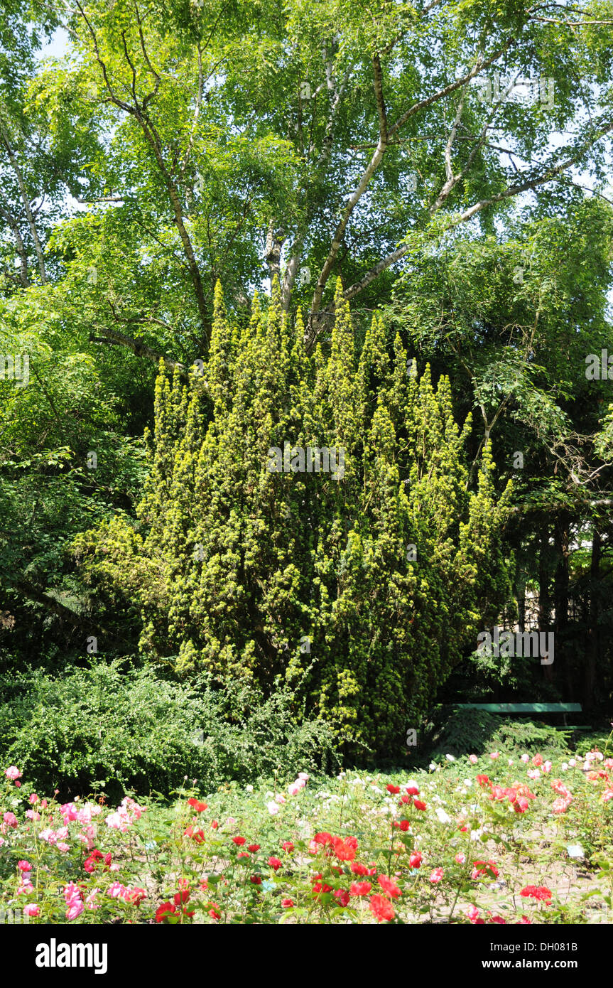 Taxus baccata fastigiata eibe nadelbaum -Fotos und -Bildmaterial in ...
