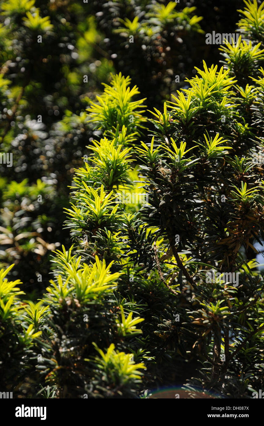 Taxus baccata fastigiata eibe nadelbaum -Fotos und -Bildmaterial in ...