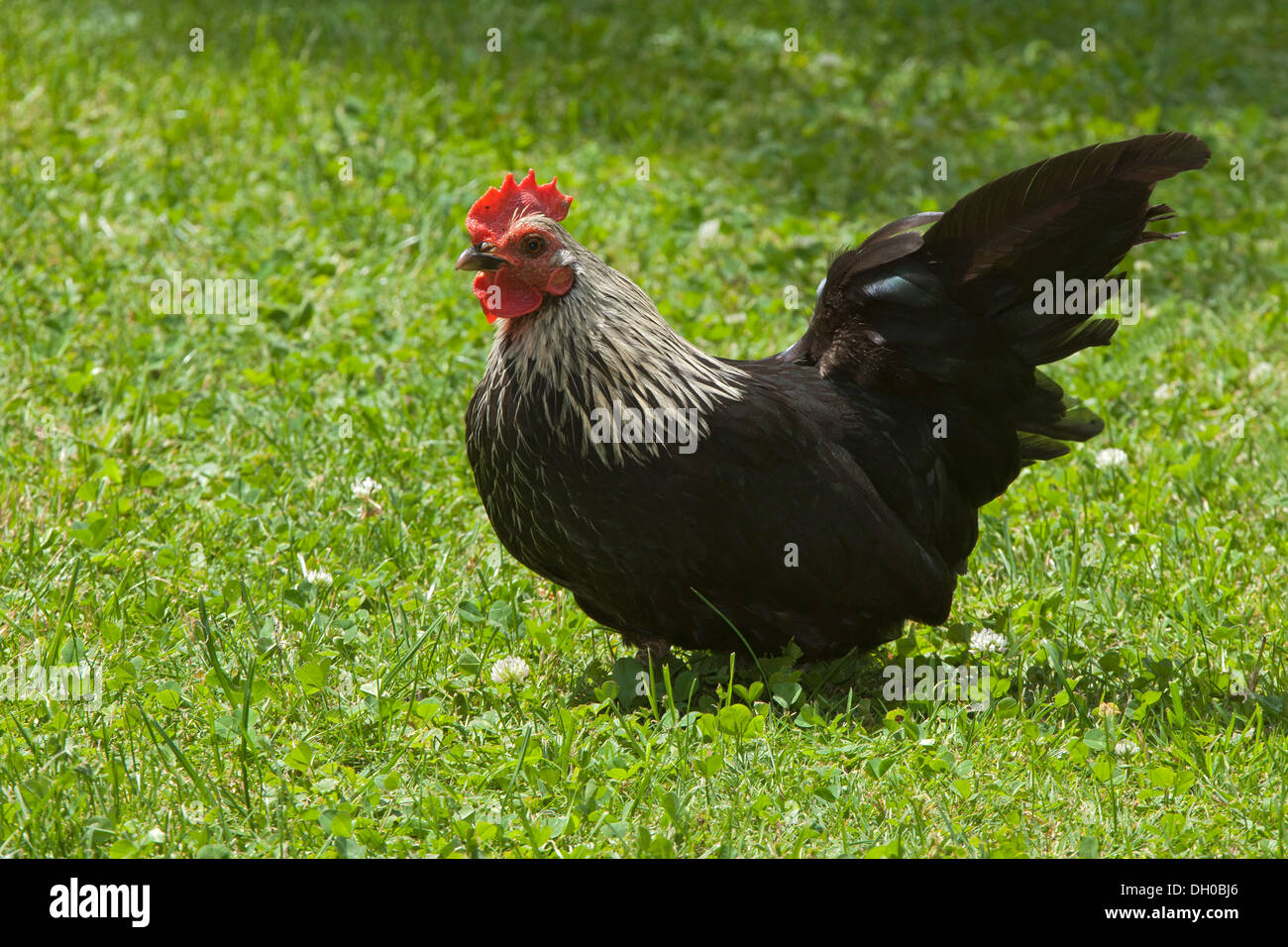 Chabo chicken japanese bantam chicken -Fotos und -Bildmaterial in hoher ...