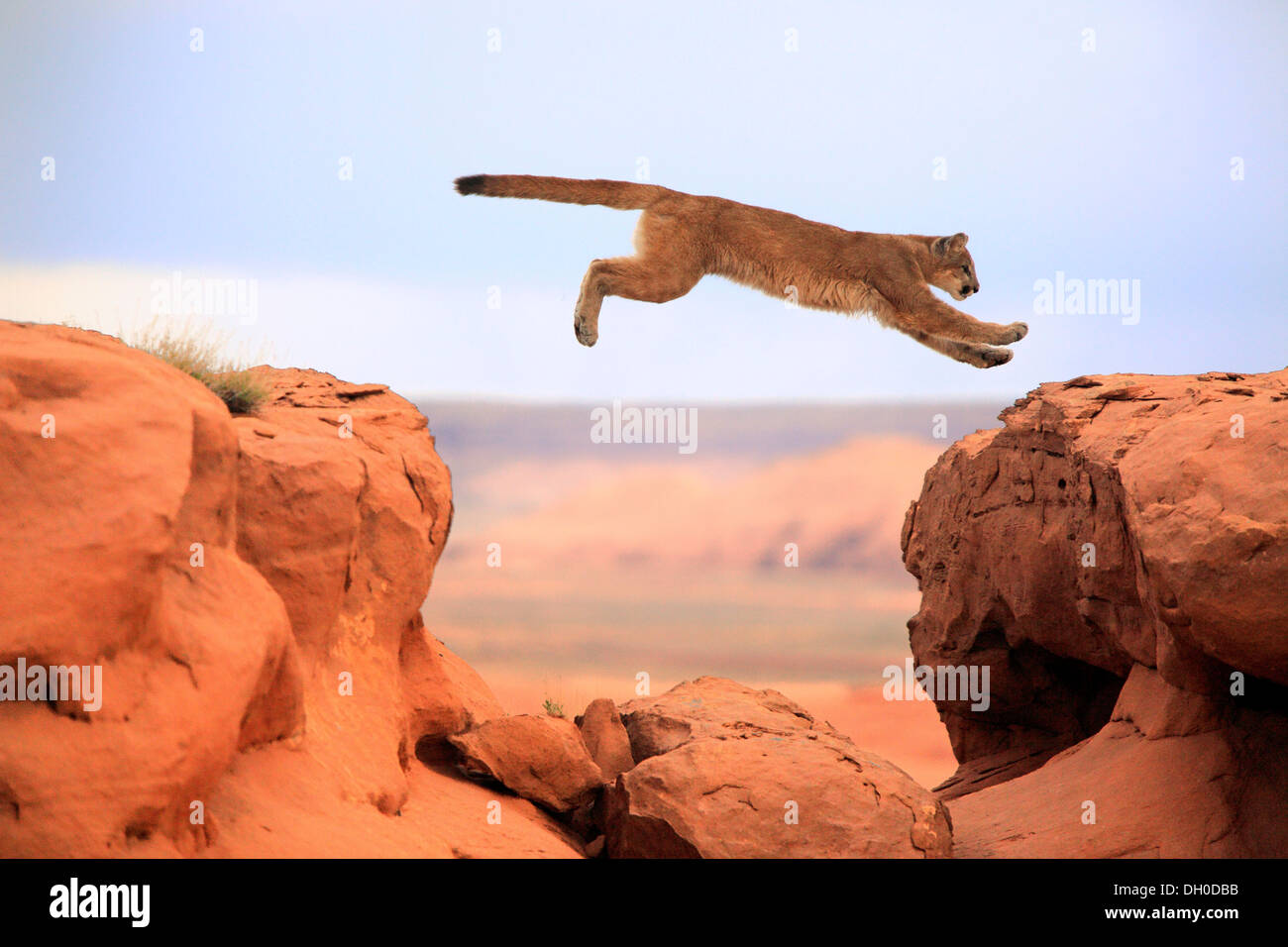 Cougar puma springen -Fotos und -Bildmaterial in hoher Auflösung – Alamy
