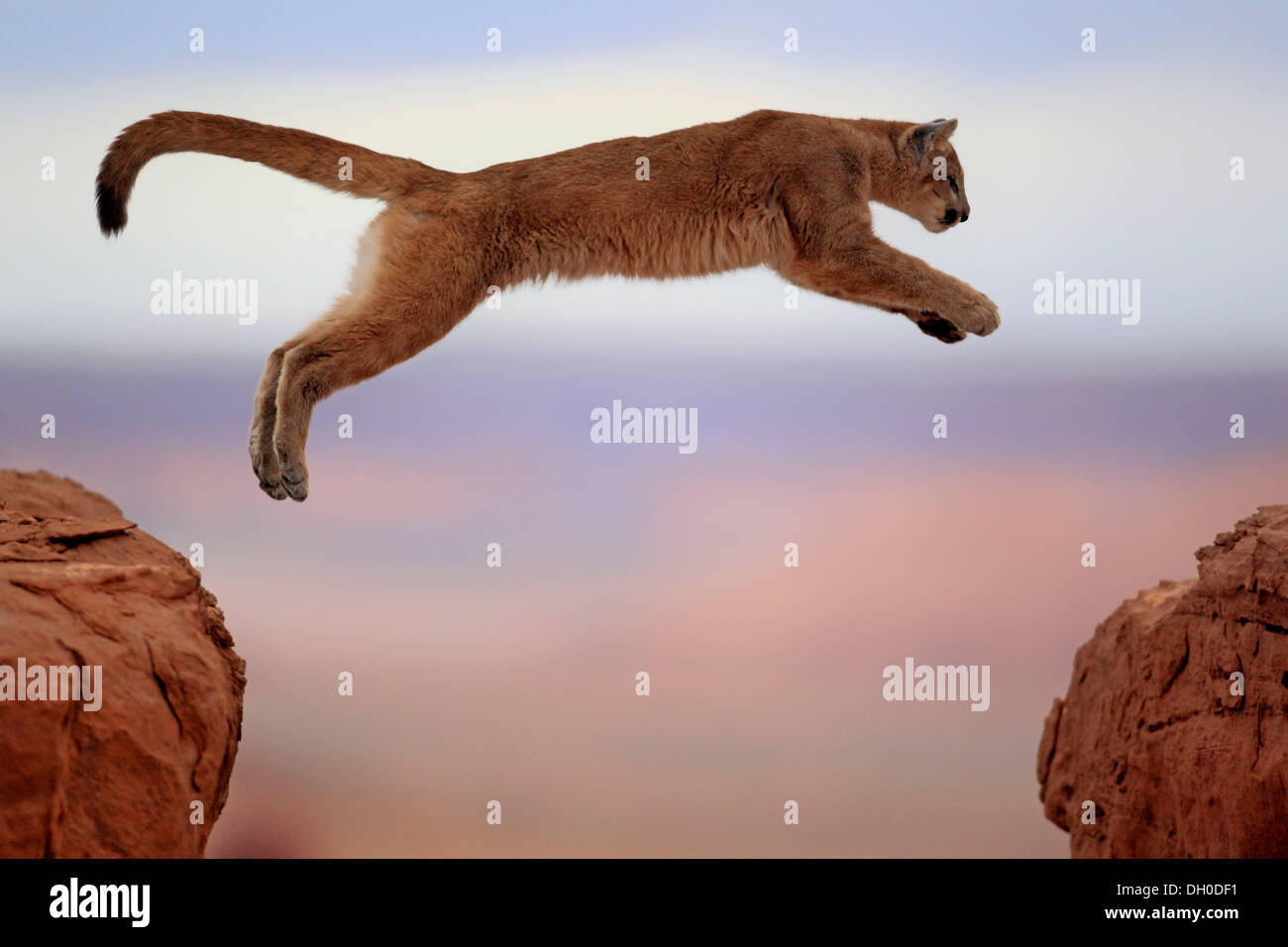 Puma Springen Stockfotos und -bilder Kaufen - Alamy