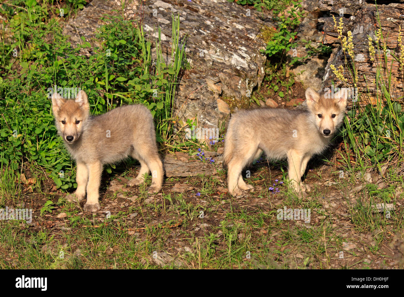 Graue Wolfswelpen Stockfotos und -bilder Kaufen - Alamy