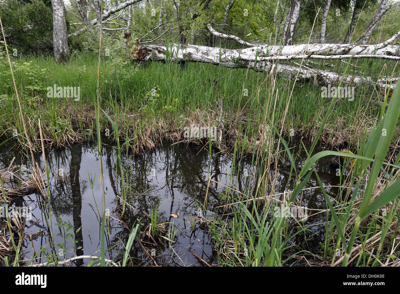 Fenn vegetation -Fotos und -Bildmaterial in hoher Auflösung – Alamy