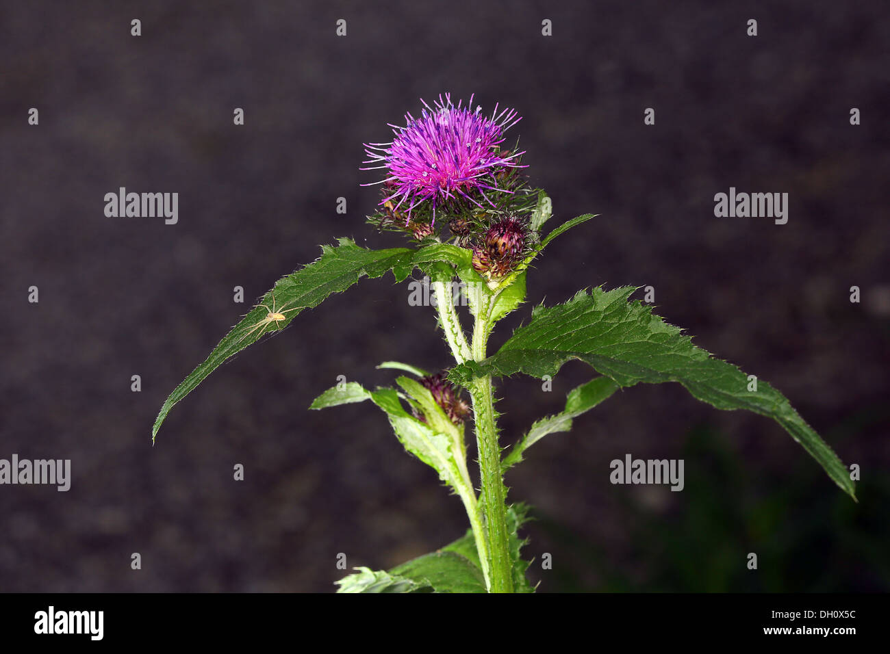 Bergdistel carduus defloratus Stockfotos und -bilder Kaufen - Alamy