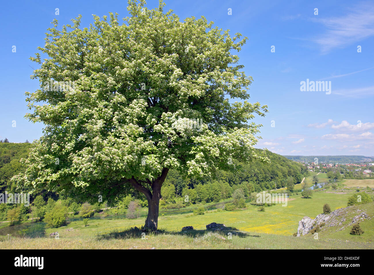 Alps shrub -Fotos und -Bildmaterial in hoher Auflösung – Alamy