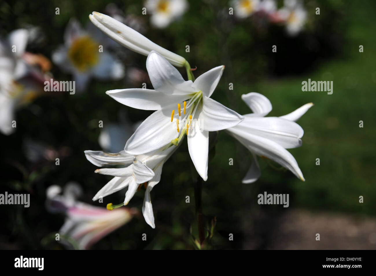 Madonna der lilien -Fotos und -Bildmaterial in hoher Auflösung – Alamy