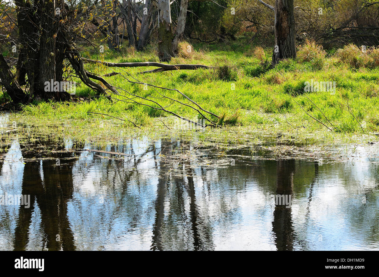 Totholz lebensraum -Fotos und -Bildmaterial in hoher Auflösung – Alamy