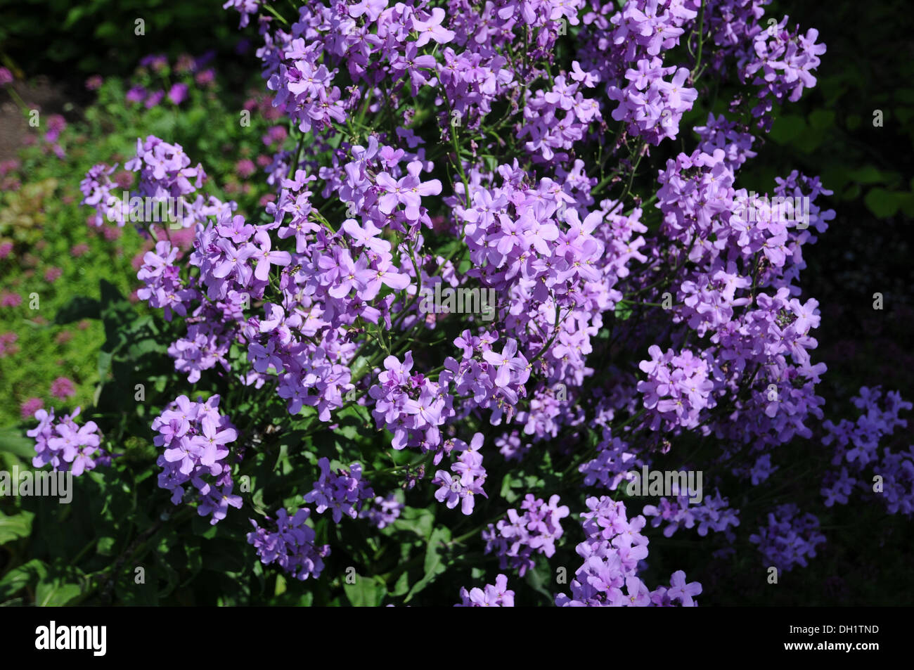 Nacht duftenden gilliflower -Fotos und -Bildmaterial in hoher Auflösung ...
