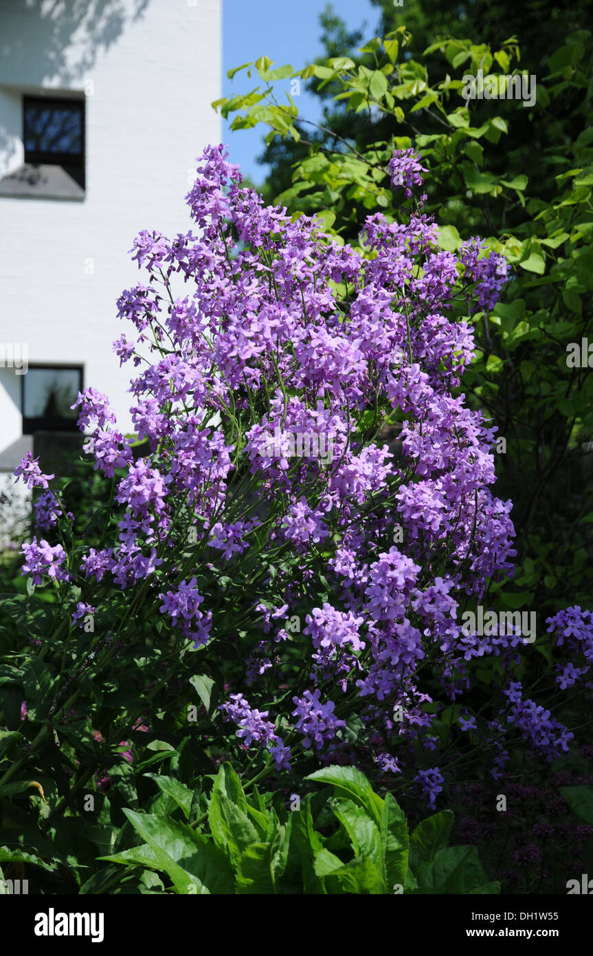 Nacht duftenden gilliflower -Fotos und -Bildmaterial in hoher Auflösung ...