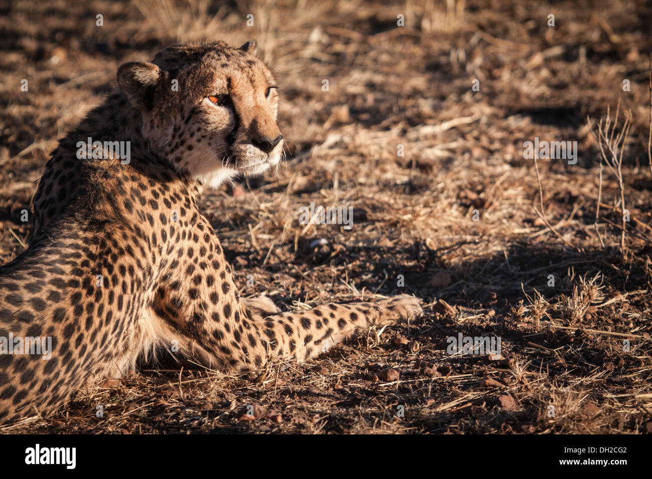 Gepard katze -Fotos und -Bildmaterial in hoher Auflösung – Alamy