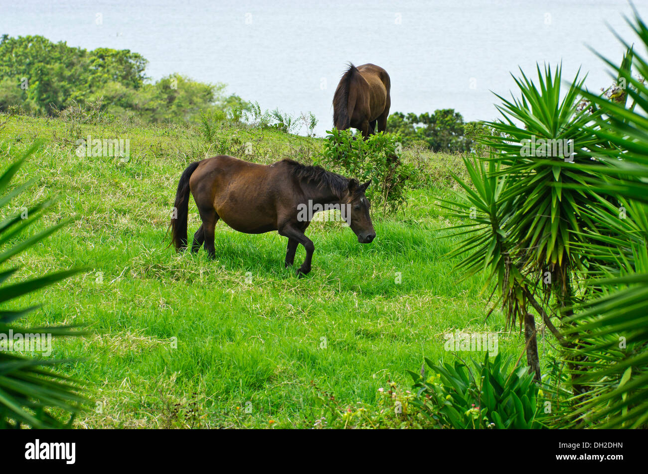 Pferde an einem see -Fotos und -Bildmaterial in hoher Auflösung – Alamy