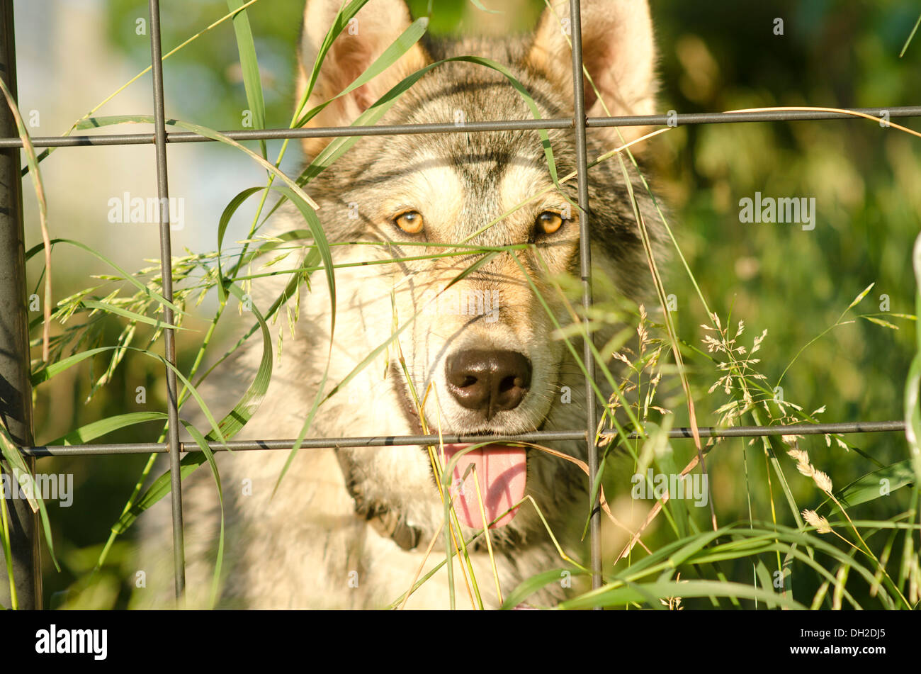 Deutscher wolf tier -Fotos und -Bildmaterial in hoher Auflösung – Alamy