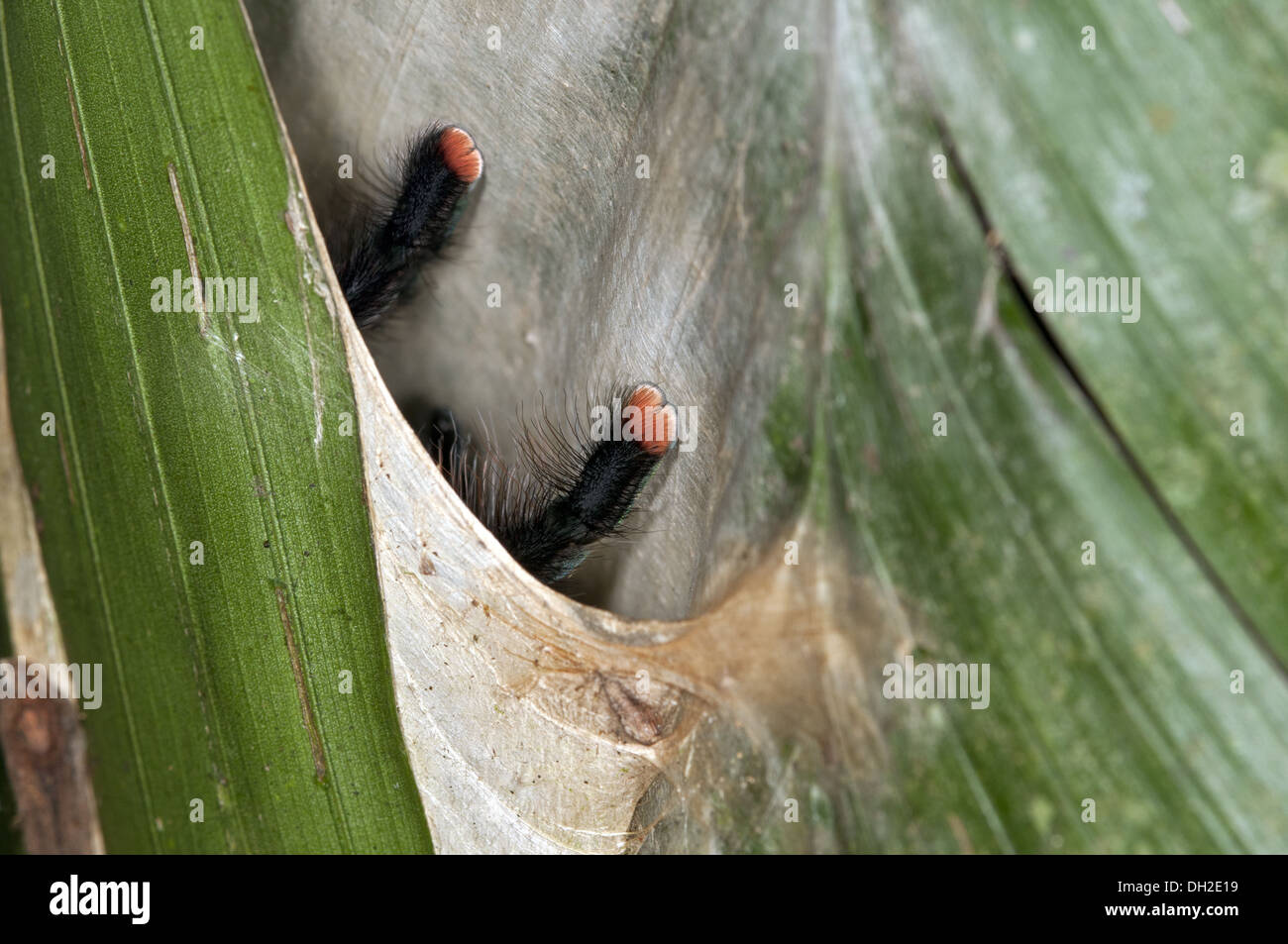 Rosa zehe -Fotos und -Bildmaterial in hoher Auflösung – Alamy