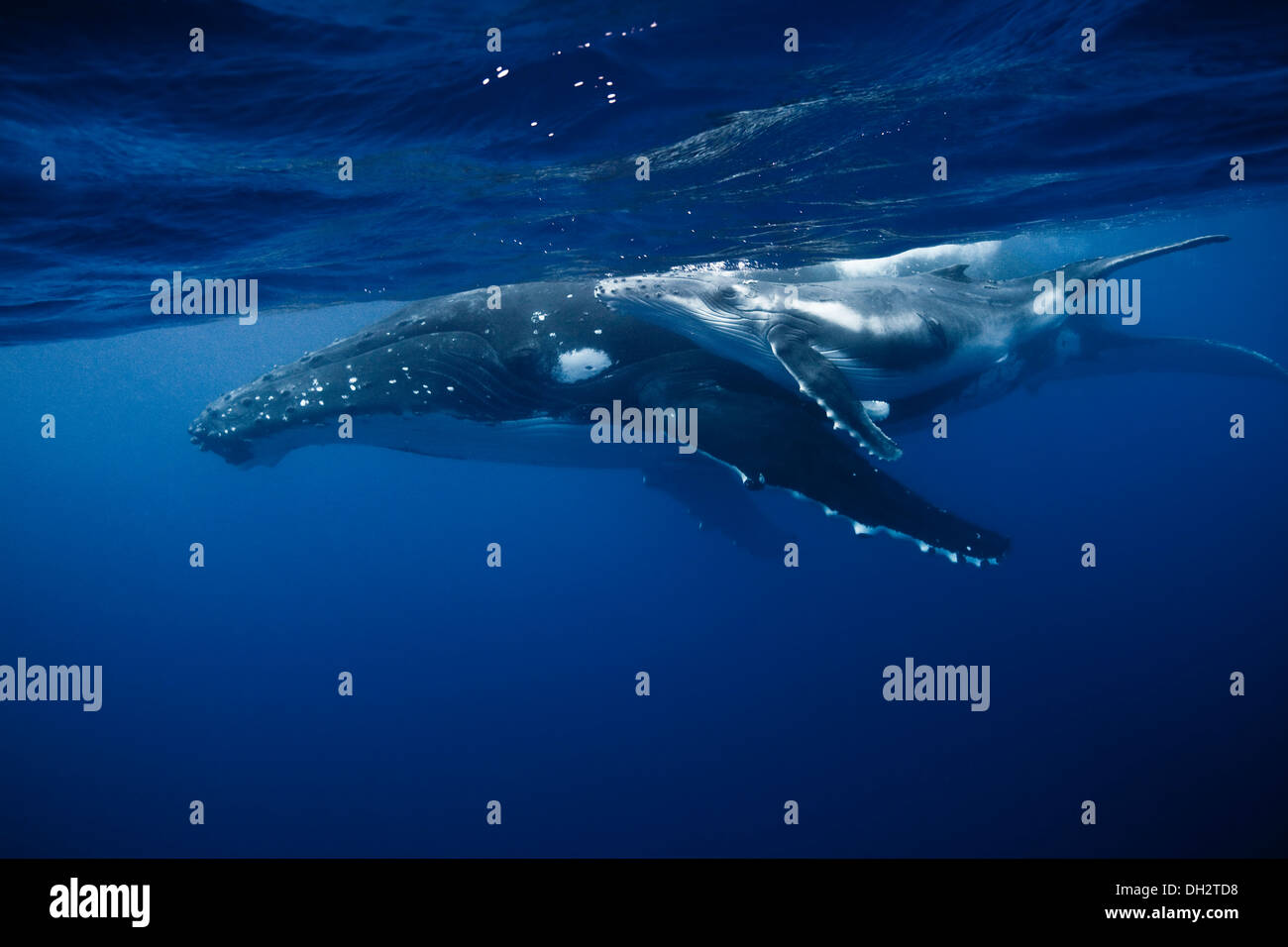 Wandernde buckelwale -Fotos und -Bildmaterial in hoher Auflösung – Alamy