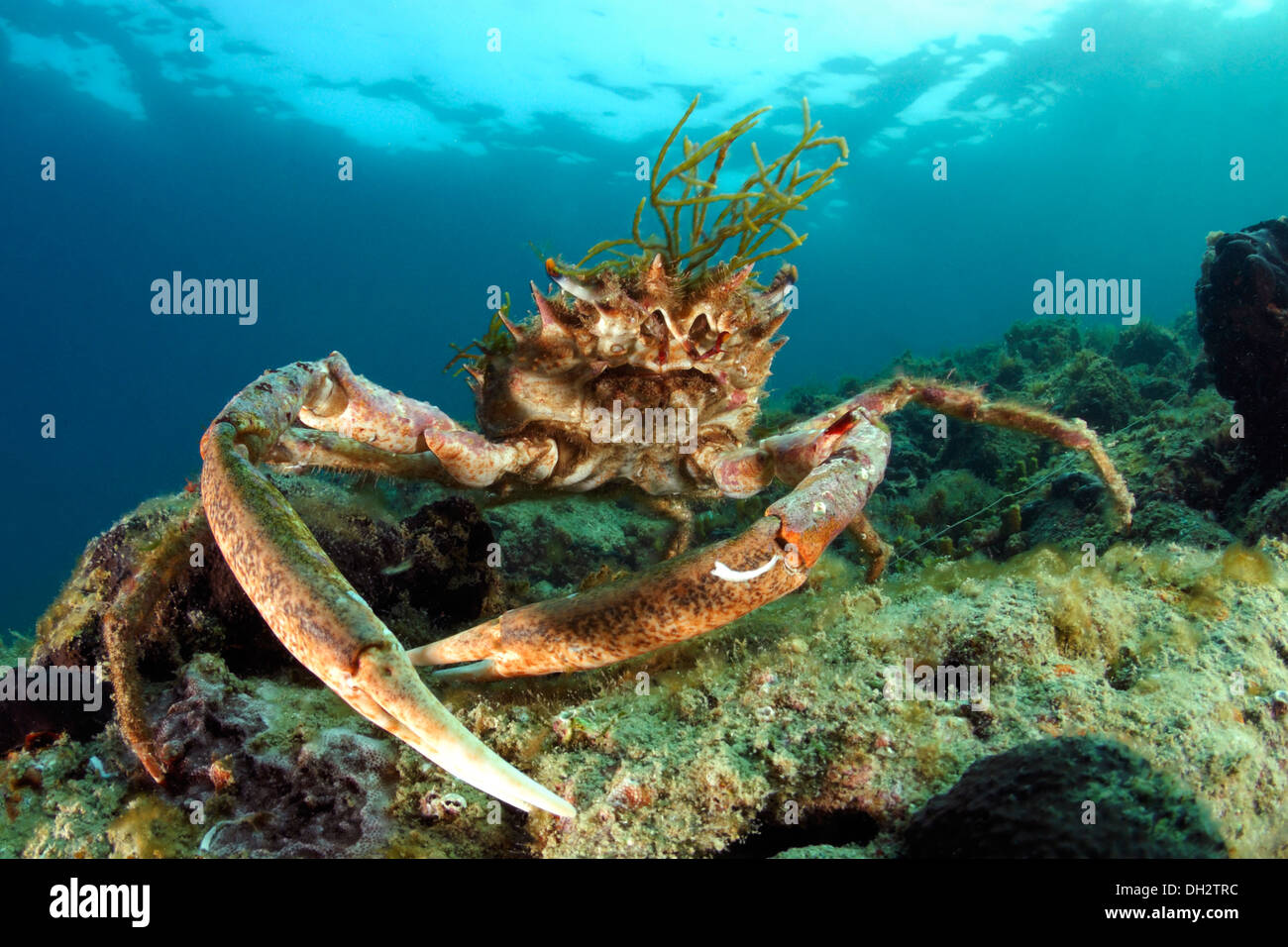 Maja Squinado Stockfotos und -bilder Kaufen - Seite 2 - Alamy
