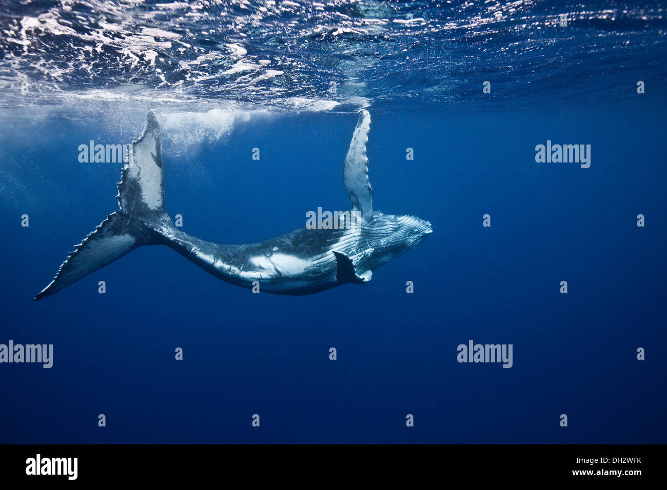 Humpback whales -Fotos und -Bildmaterial in hoher Auflösung – Alamy