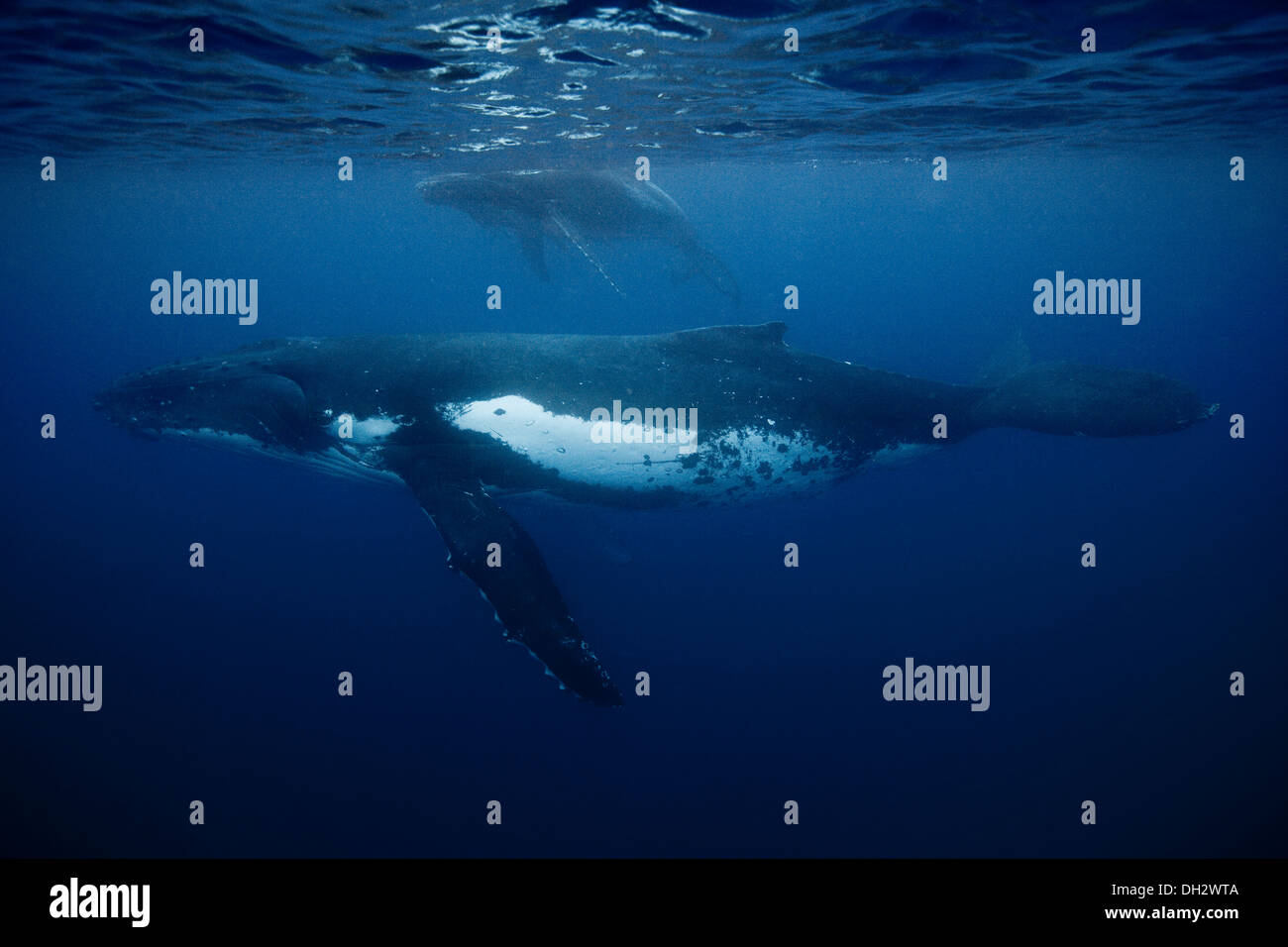 Mutter buckelwal und kalb -Fotos und -Bildmaterial in hoher Auflösung – Alamy