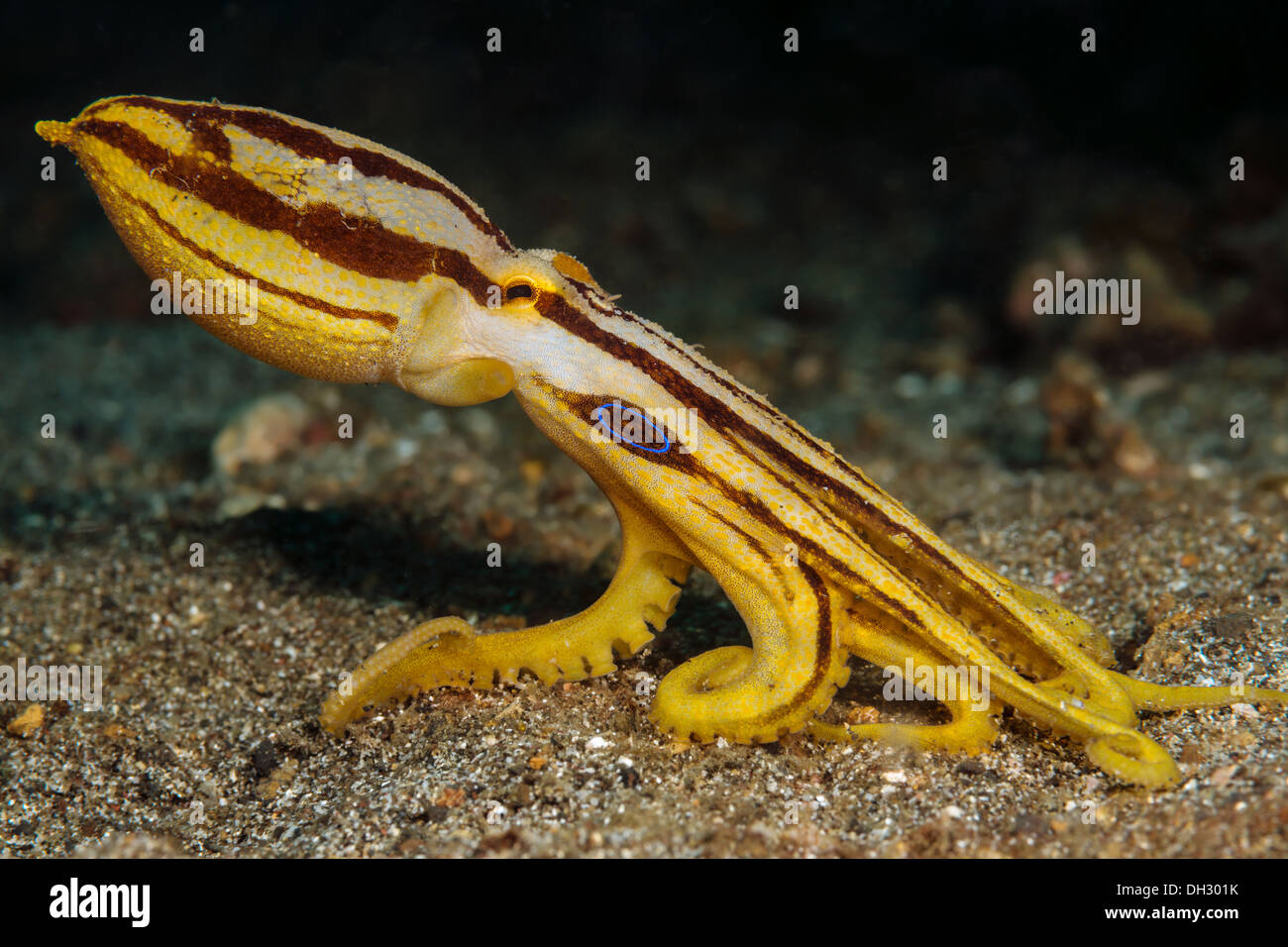 Mototi oktopus -Fotos und -Bildmaterial in hoher Auflösung – Alamy