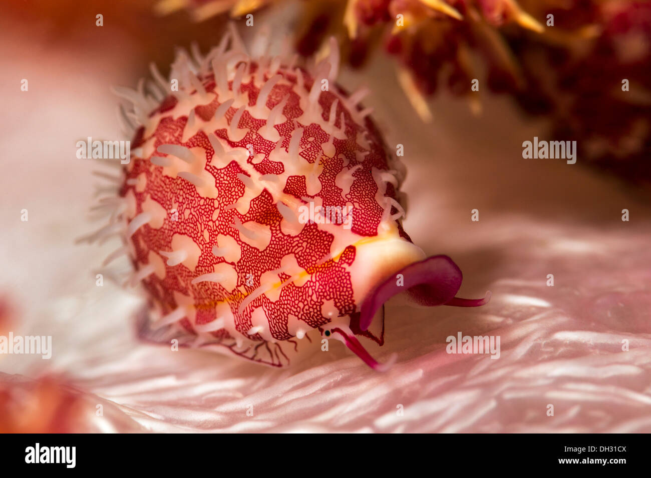 Diminovula stigma -Fotos und -Bildmaterial in hoher Auflösung – Alamy