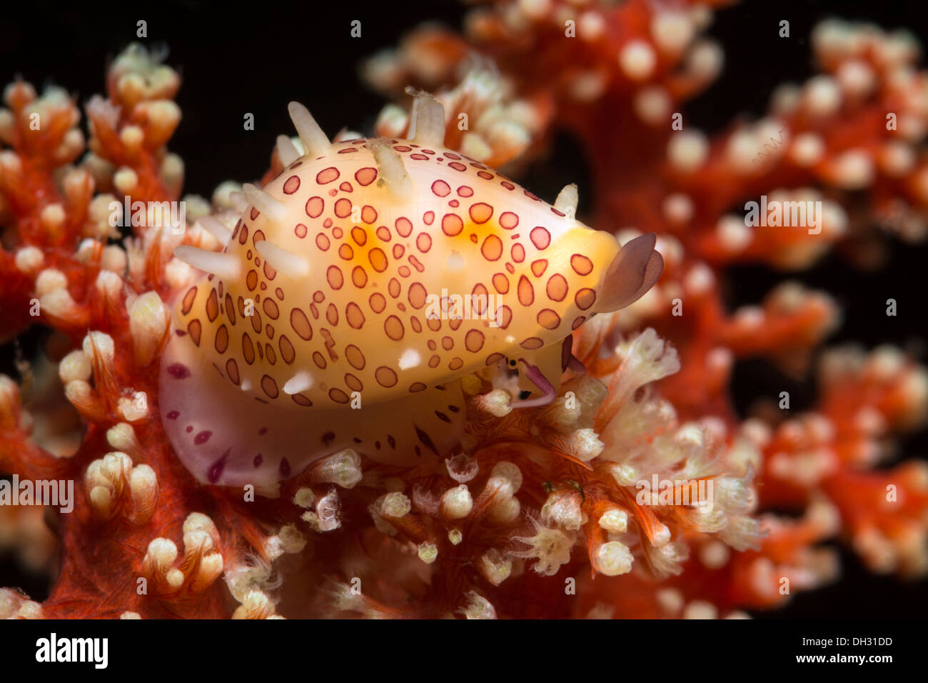 Kaurischnecke südostasien -Fotos und -Bildmaterial in hoher Auflösung – Alamy