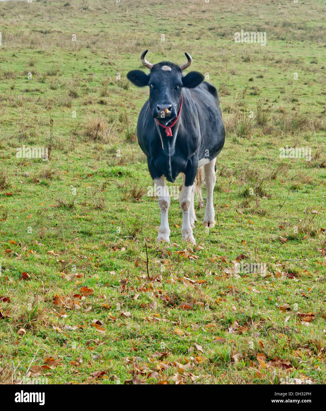 Kuh weidet auf der weide Stockfotos und -bilder Kaufen - Alamy