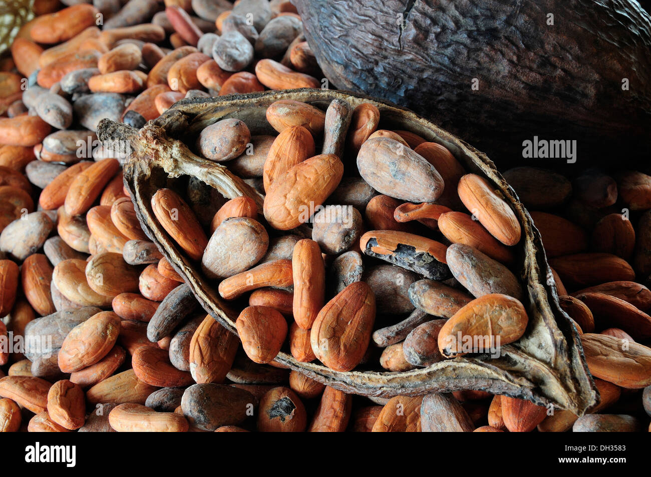 Kakaobaum theobroma kakao -Fotos und -Bildmaterial in hoher Auflösung ...