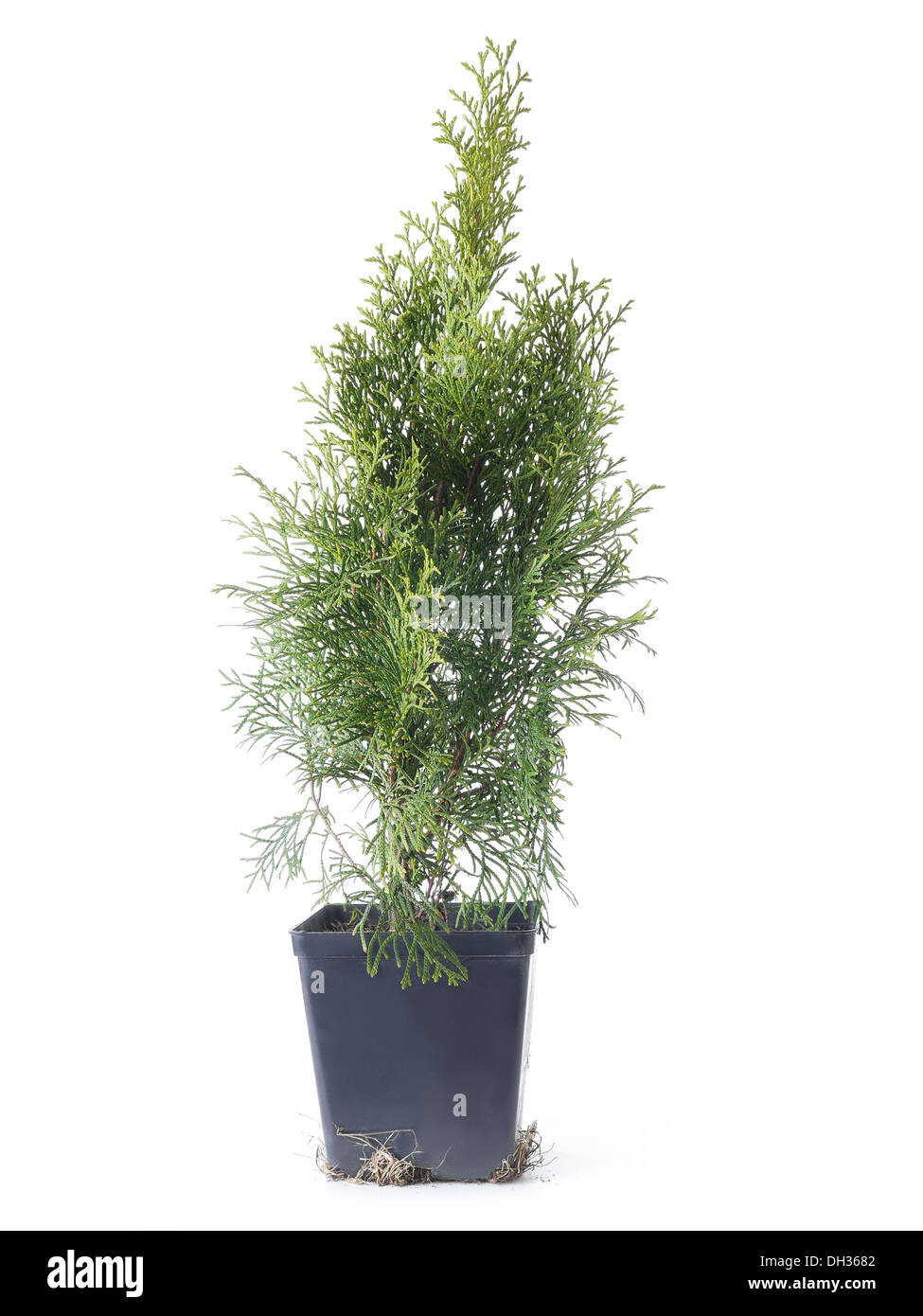 Thuja Tree Stockfotos und -bilder Kaufen - Alamy