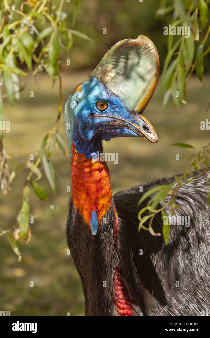 Single wattled cassowary -Fotos und -Bildmaterial in hoher Auflösung ...